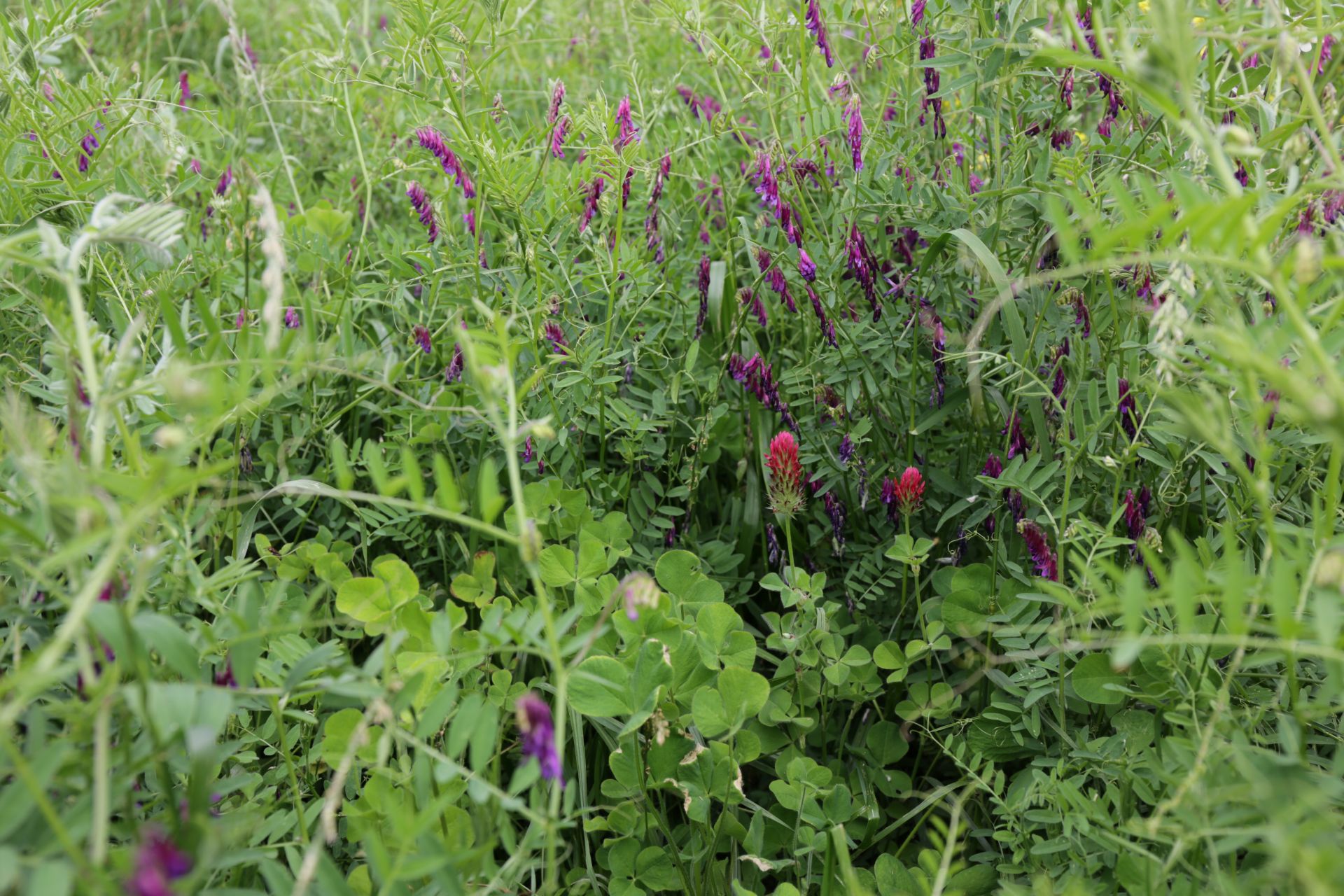 semopur 9.6 LANDSBERGER GEMENGE bio