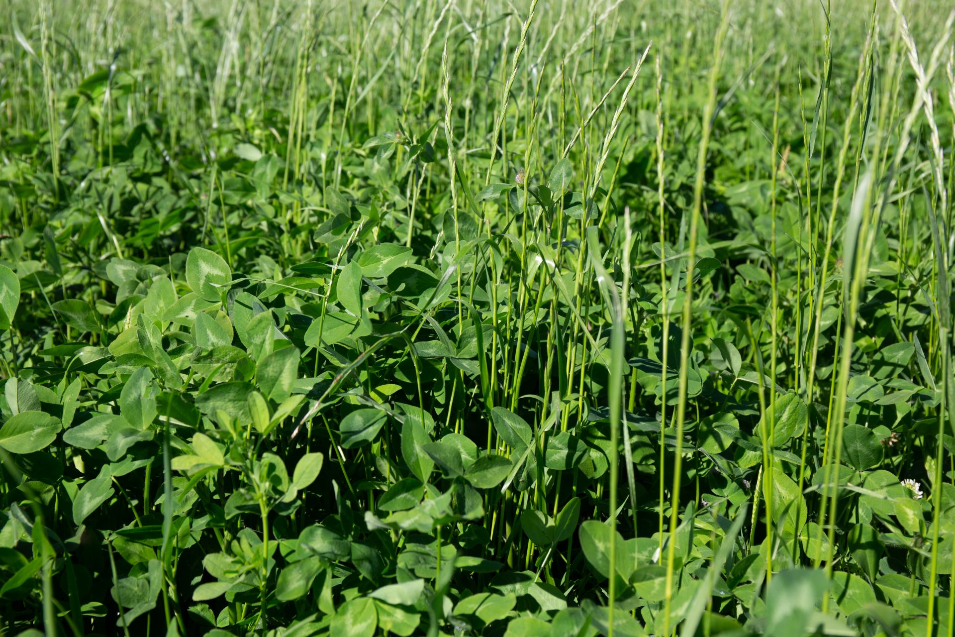 semopur 3.2 LUZERNE-ROTKLEEGRAS bio