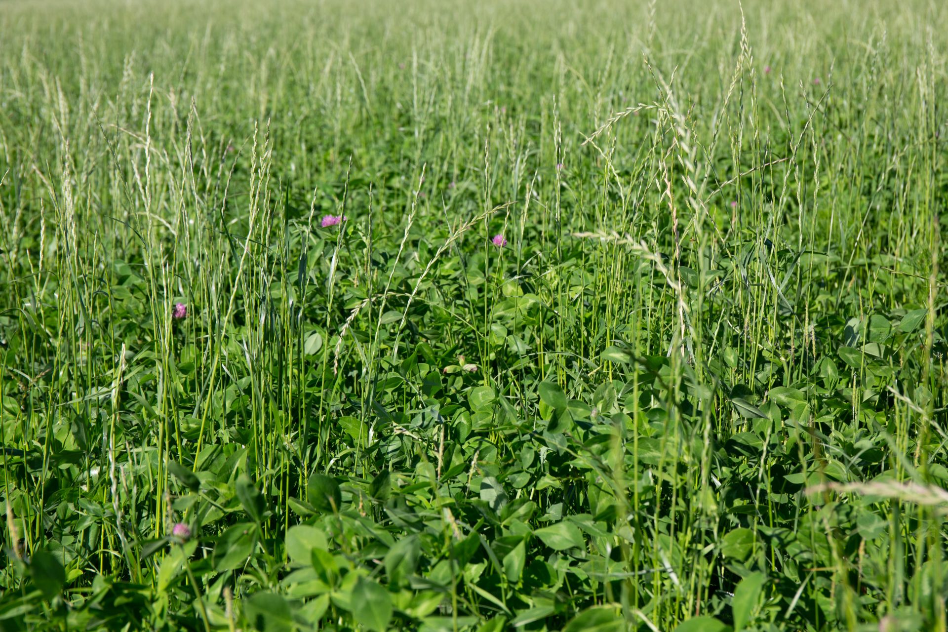 semopur 3.2 LUZERNE-ROTKLEEGRAS bio