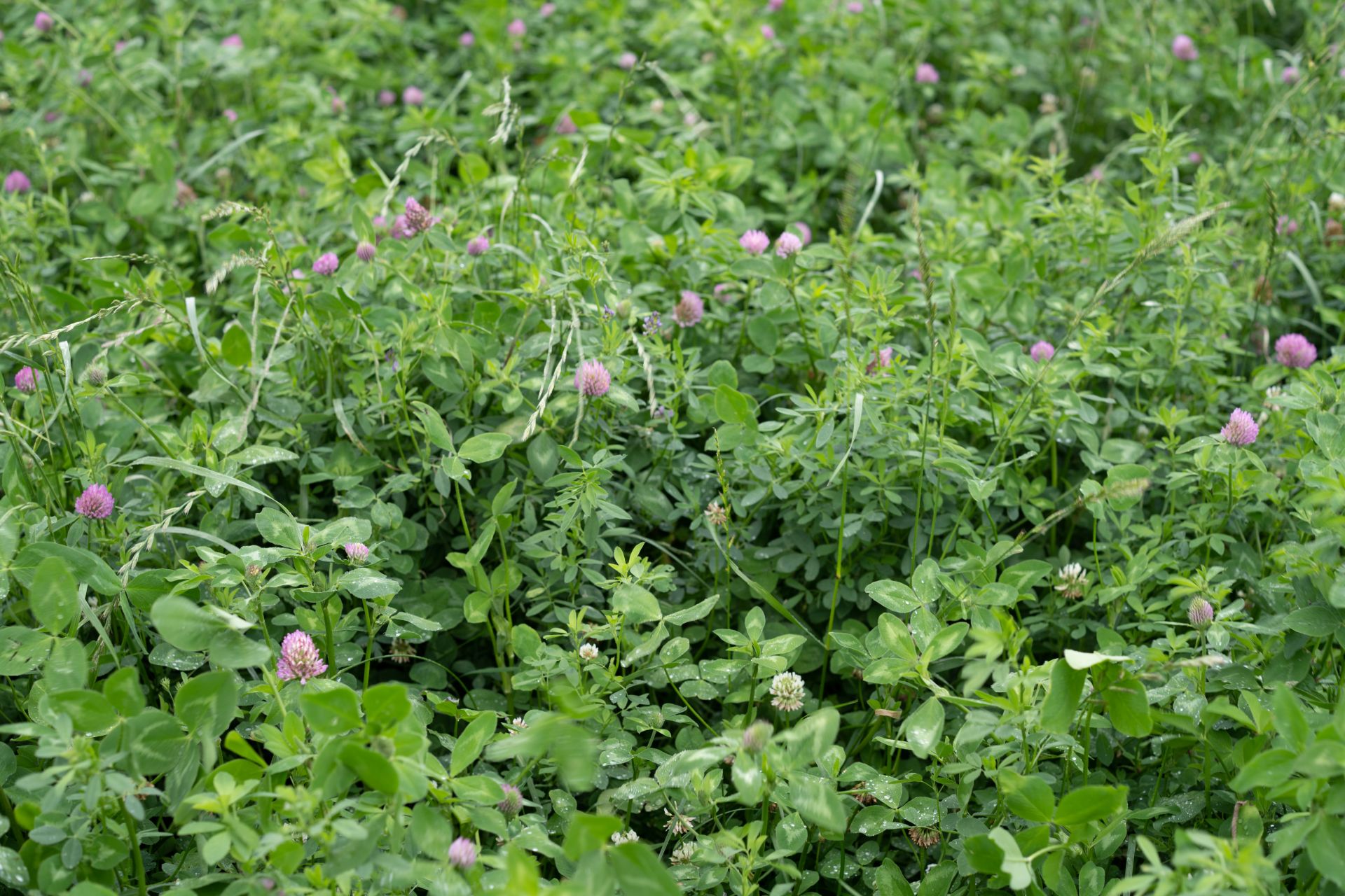 semopur 3.2 LUZERNE-ROTKLEEGRAS bio