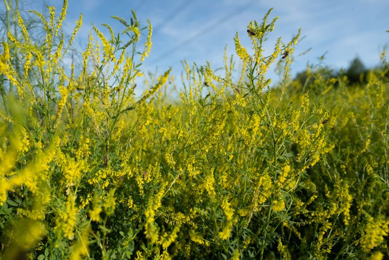 Bokharaklee (Gelber Steinklee)